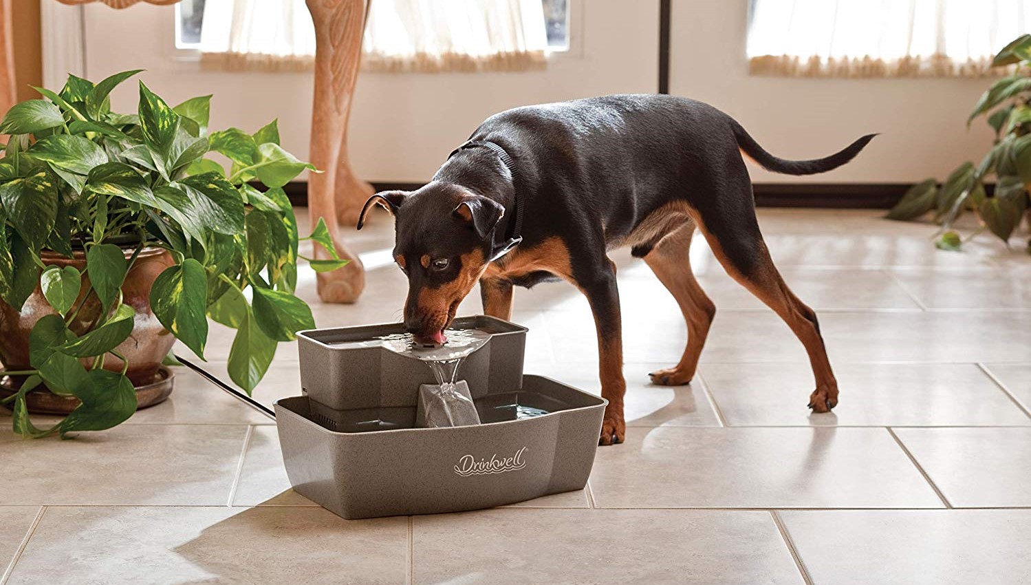 Best-Dog-Products-And-Acessories-For-Dog-Owners | Dog Toys Advisor