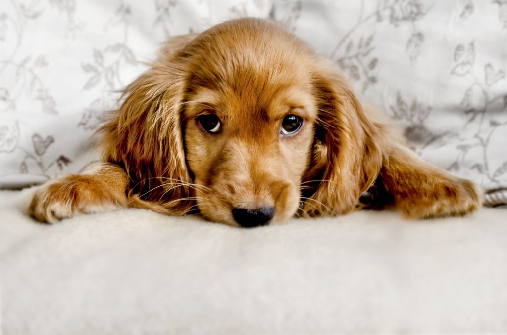 How To Teach Your Dog To Be Home Alone | Dog Toys Advisor