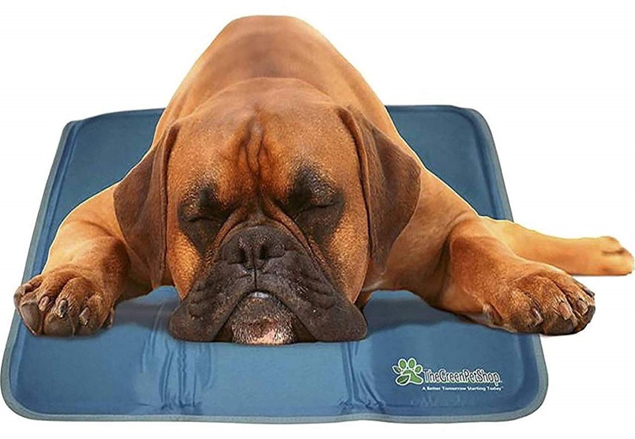 6 Tips That Will Make Traveling With Your Dog Easier | Dog Toys Advisor