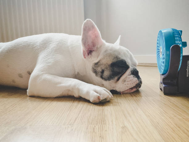 Frenchie dog falling asleep next to mini electric fan | Dog Toys Advisor
